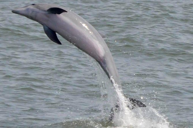 Dolphin Watching around Cape May - The Booking and Weather Factors