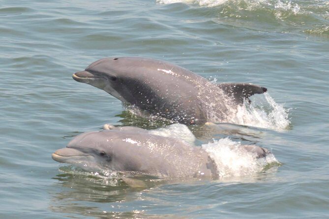 Dolphin Watching around Cape May - Who Is This Tour Best For?