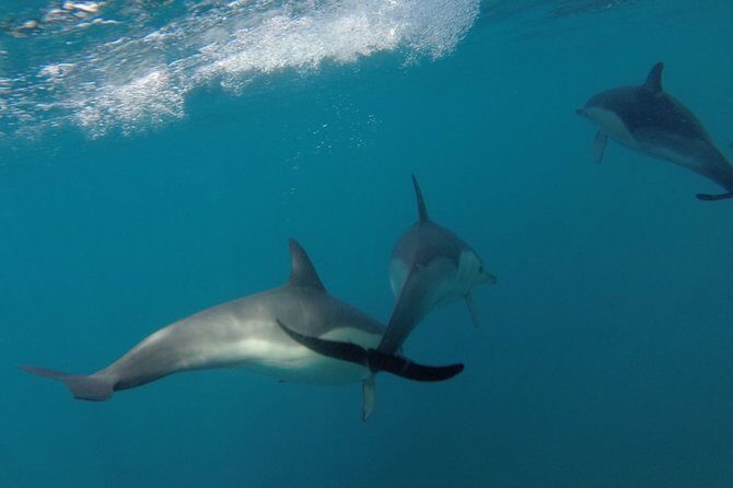 Dolphin Watching at the Arrabida (Lisbon region) - The Practicalities: Booking, Group Size, and Comfort