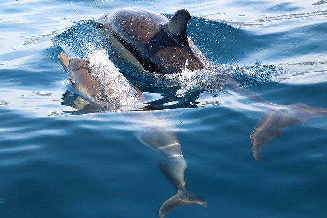 Dolphin Watching at the Arrabida (Lisbon region) - What Reviewers Say About Their Experience
