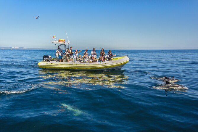 Dolphin Watching at the Arrabida (Lisbon region) - Final Thoughts: Is This Tour Right for You?