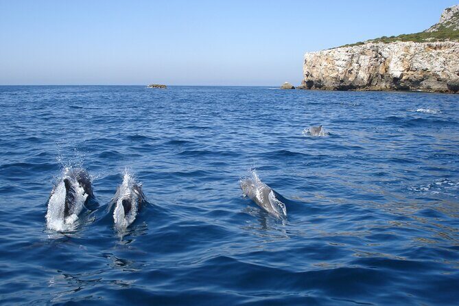 Dolphin Watching at the Arrabida (Lisbon region) - The Sum Up