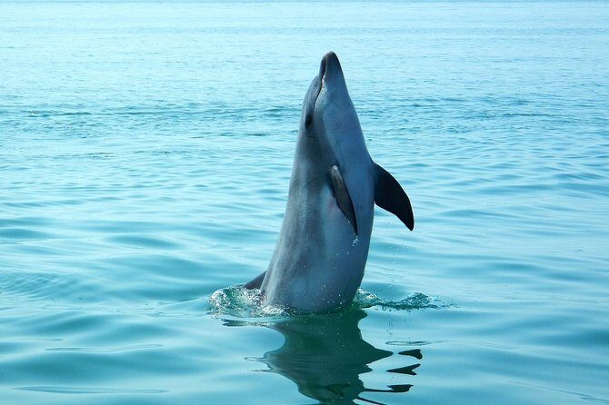 Dolphin Watching at the Arrabida (Lisbon region) - FAQ