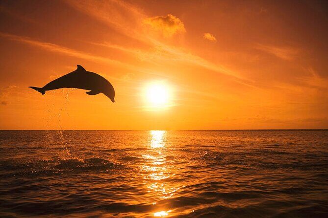 Dolphin Watching boat tour around Anna Maria Island - Familiarity and Comfort on the Water