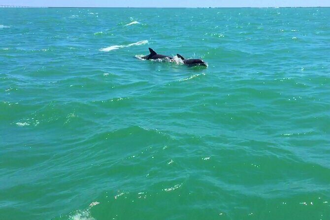 Dolphin Watching boat tour around Anna Maria Island - Price and Value
