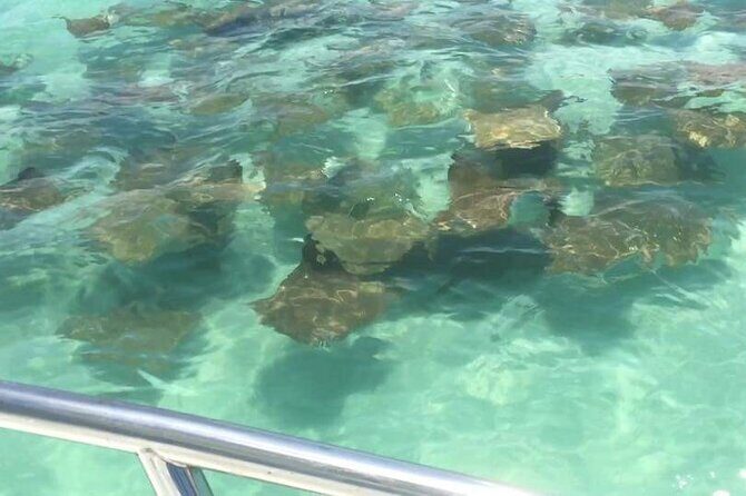 Dolphin Watching boat tour around Anna Maria Island - Practical Details and Booking