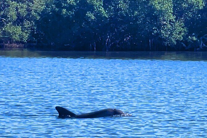 Dolphin Watching boat tour around Anna Maria Island - Authentic Feedback from Travelers