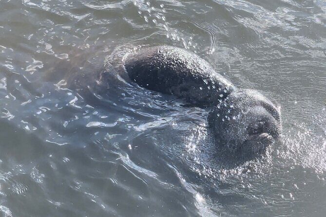 Dolphin Watching boat tour around Anna Maria Island - Who Will Love This Tour?