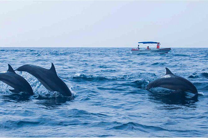 Dolphin Watching Boat Tour from Kalpitiya - Who Should Consider This Trip?