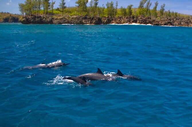 Dolphin Watching Cruise with Underwater Observatory Viewing - The Experience’s Strengths: Why You Should Consider It