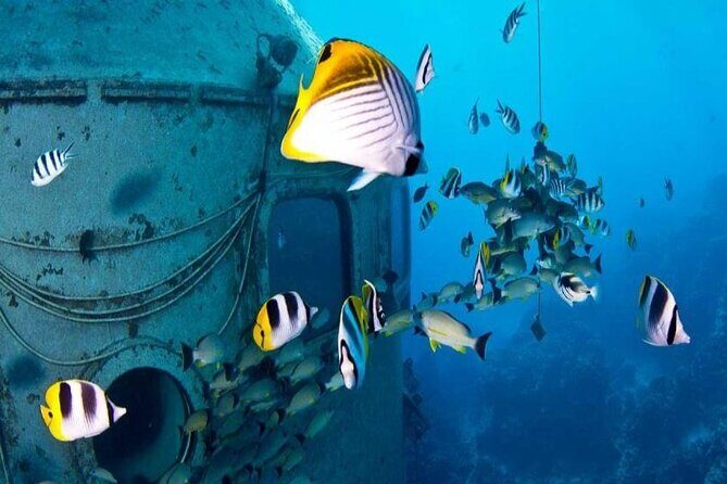 Dolphin Watching Cruise with Underwater Observatory Viewing - The Sum Up: Who Will Love This Tour?