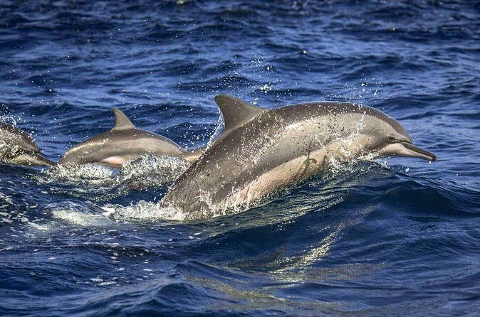 Dolphin Watching Experience in Trincomalee - Authentic Reviews