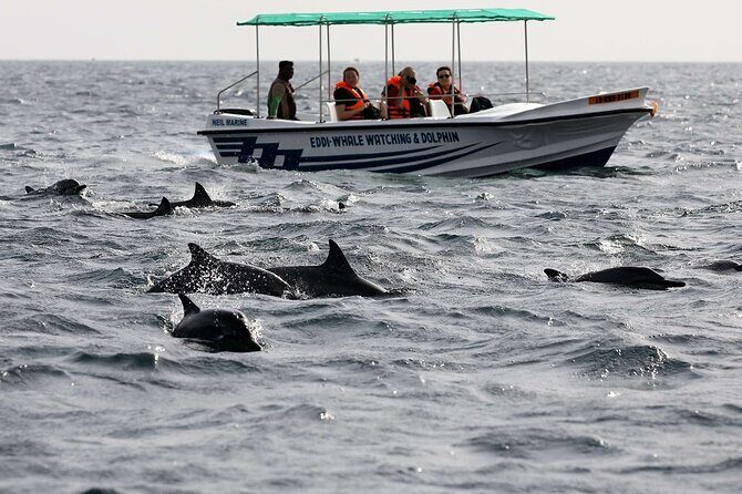 Dolphin Watching Experience in Trincomalee - Who Will Love This Tour?