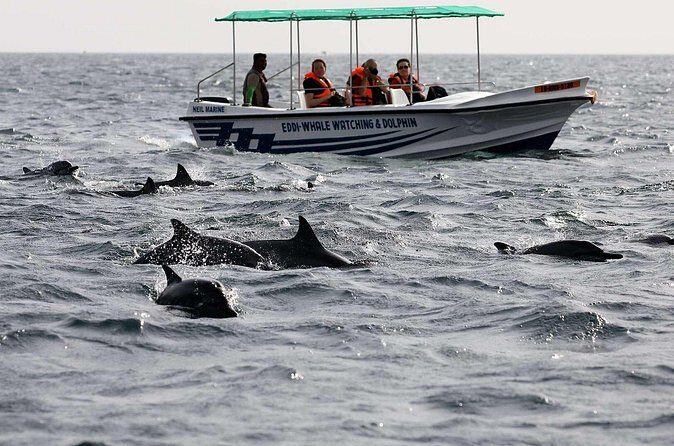 Dolphin Watching Experience in Trincomalee - The Sum Up