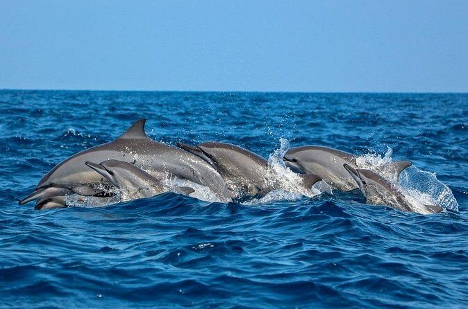 Dolphin Watching Experience in Trincomalee - FAQ