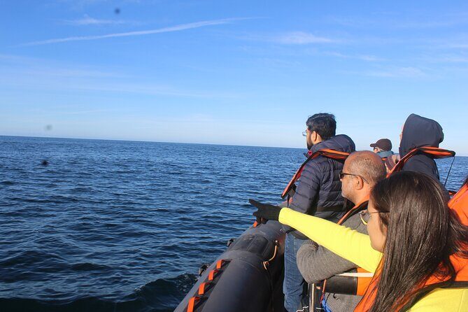 Dolphin Watching from Faro - A Deep Dive into the Faro Dolphin Watching Tour