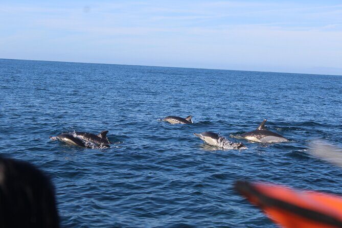 Dolphin Watching from Faro - Frequently Asked Questions