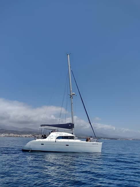 Dolphin watching in Estepona - A Close Look at the Dolphin Watching Experience in Estepona