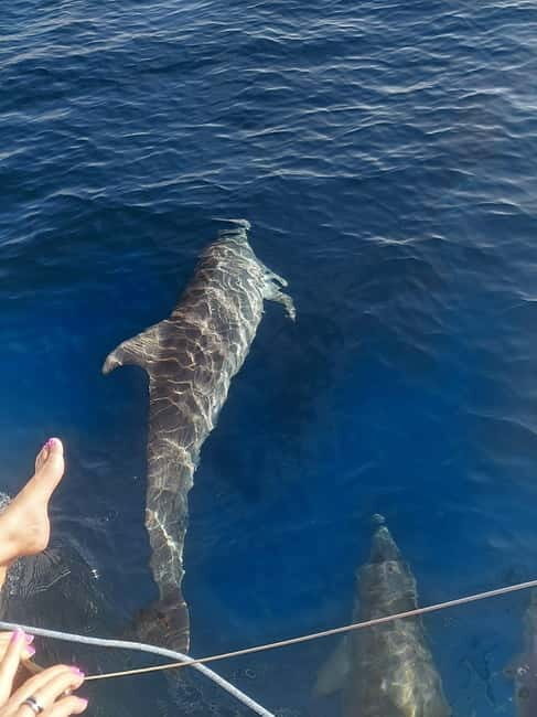 Dolphin watching in Estepona - FAQs About the Estepona Dolphin Watching Tour