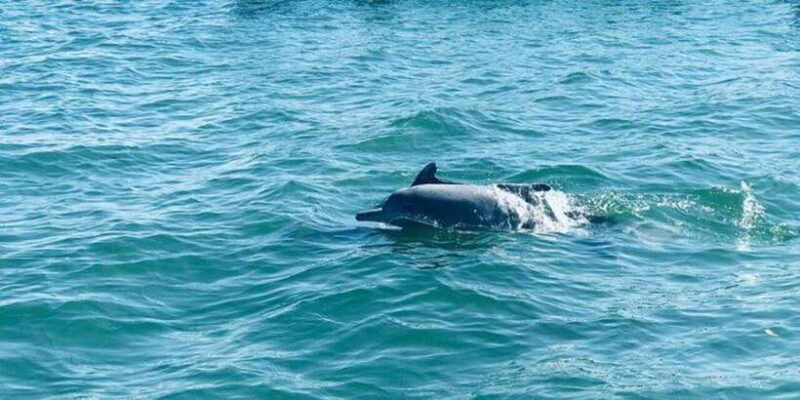 Dolphin Watching in Kalpitiya - The Beauty of Dolphin Watching in Kalpitiya