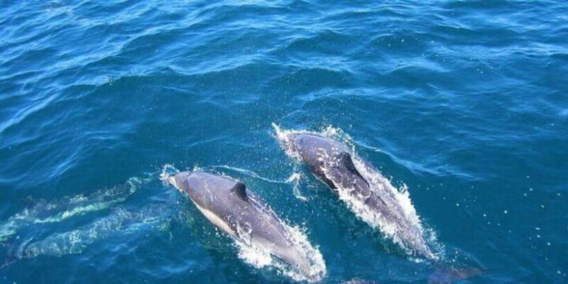 Dolphin Watching in Kalpitiya - The Experience Provider and Booking Details