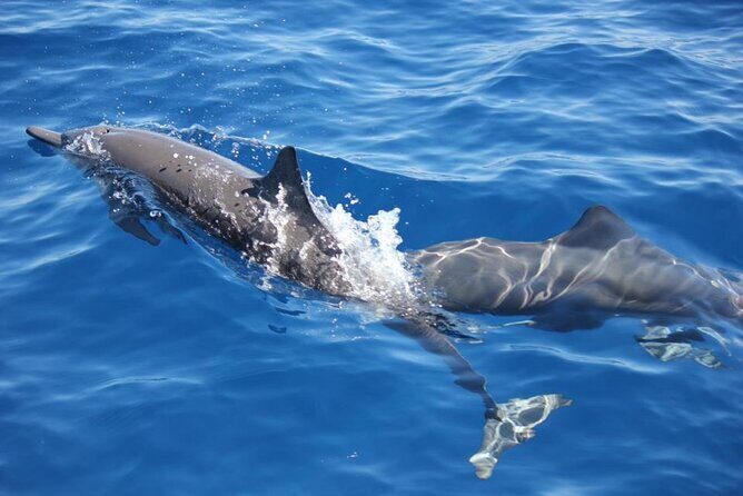 Dolphin Watching in Puerto Escondido - The Itinerary: What to Expect from Start to Finish