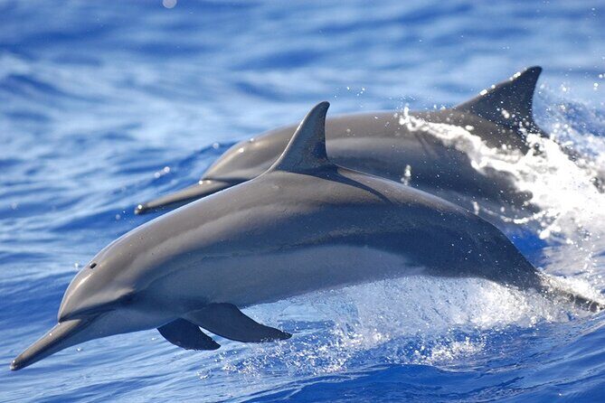Dolphin Watching in Puerto Escondido - What the Reviews Reveal About the Tour