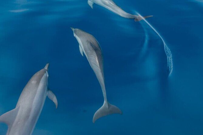 Dolphin Watching in Puerto Escondido - The Bottom Line: Who Should Consider This Tour?