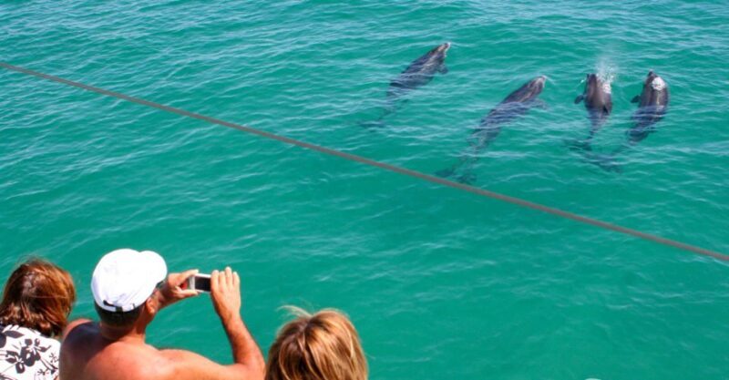 Dolphin Watching in the Wild - Half Day Private Tour - The Journey from Lisbon to the Sado Estuary