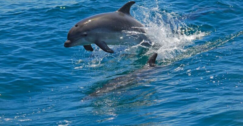 Dolphin Watching in the Wild - Half Day Private Tour - Scenic Highlights Along the Route