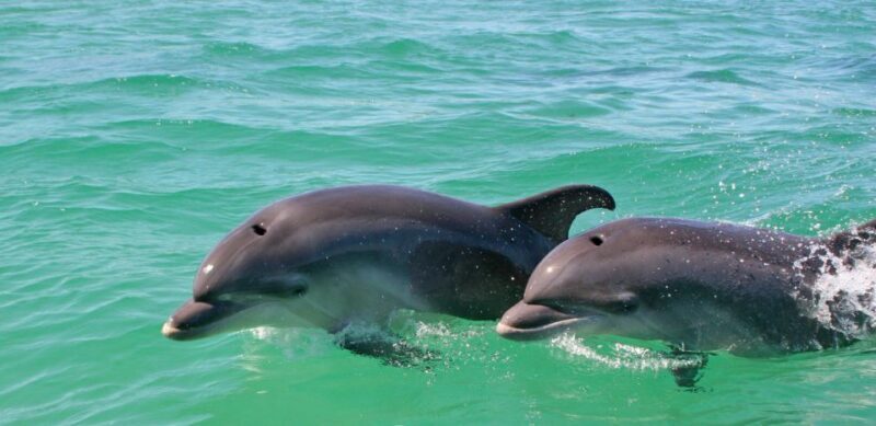 Dolphin Watching in the Wild - Half Day Private Tour - Who Will Enjoy This Tour?