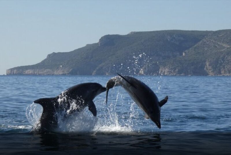Dolphin Watching in the Wild - Half Day Private Tour - Final Thoughts
