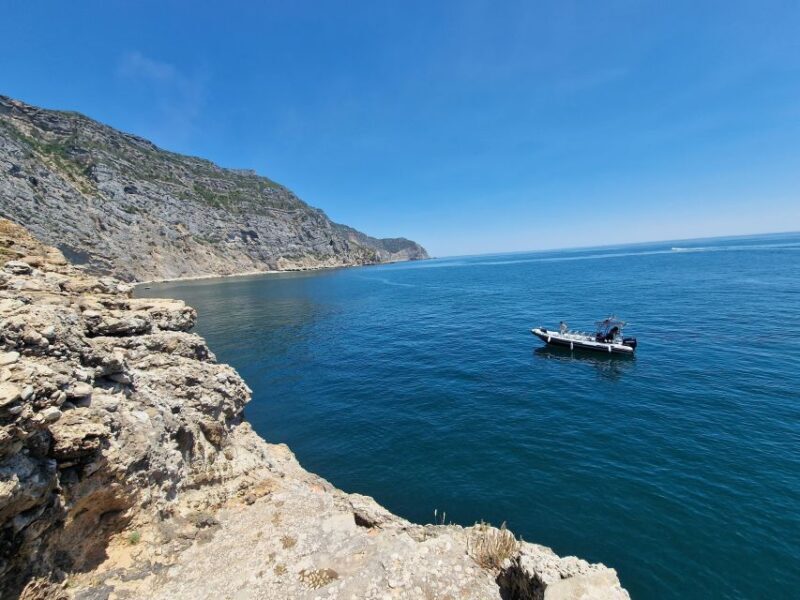 Dolphin Watching: Sesimbra / Arrábida Natural Park - Why This Tour Represents Real Value