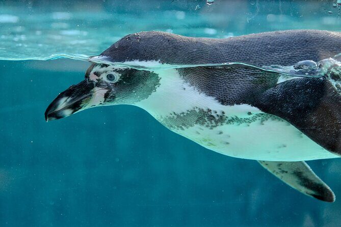 Dolphin Watching & Snorkeling in Key West with Sunset Dinner Cruise and Open Bar - An Overview of the Experience