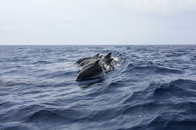 Dolphin Watching & Snorkeling in Key West with Sunset Dinner Cruise and Open Bar - The Sunset Dinner Cruise: A Relaxing Finish