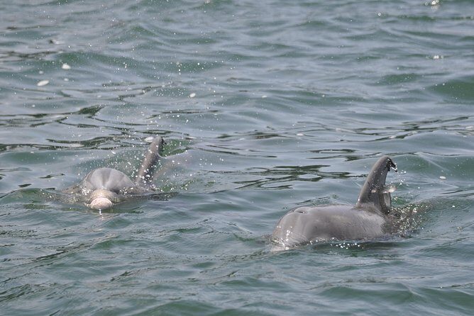 Dolphin-Watching Speedboat Cruise in Destin Harbor - Key Points