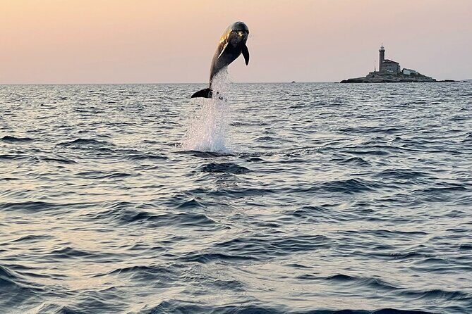 Dolphin Watching Sunset Speedboat Tour with Drinks in Rovinj - The Experience in Detail