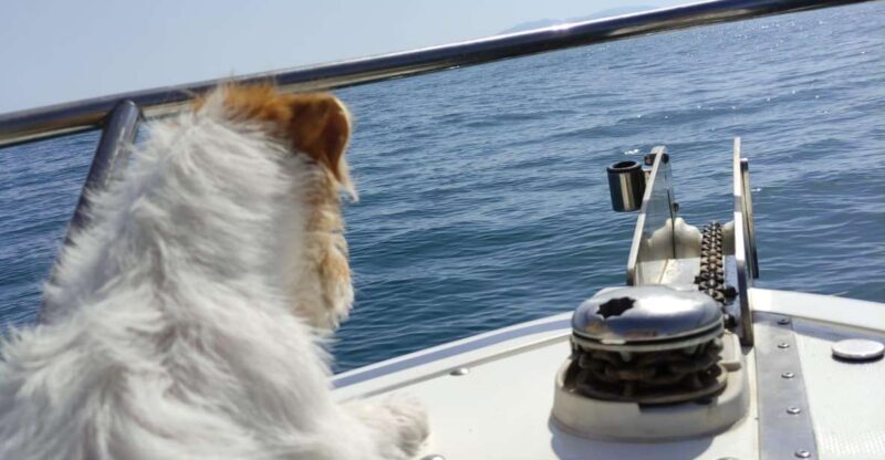 DOLPHIN WATCHING - An Honest Look at the Dolphin Watching Tour