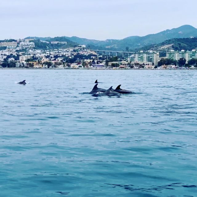 DOLPHIN WATCHING - Who Should Consider This Tour?