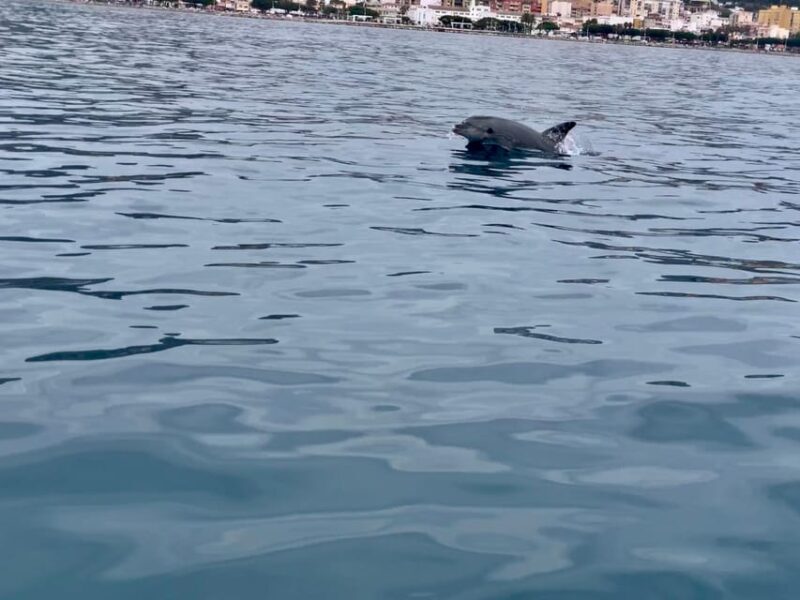 DOLPHIN WATCHING - FAQs