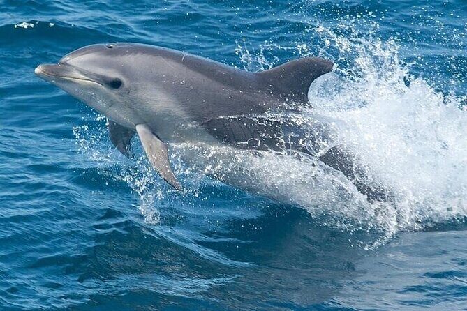 Dolphin Watching Tour - Key Points