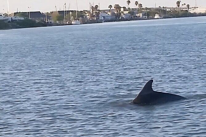 Dolphin Watching Tour - Who Will Love This Tour?