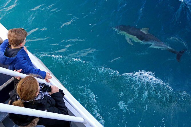 Dolphin & Whale Cruise - An In-Depth Look at the Dolphin & Whale Cruise Experience