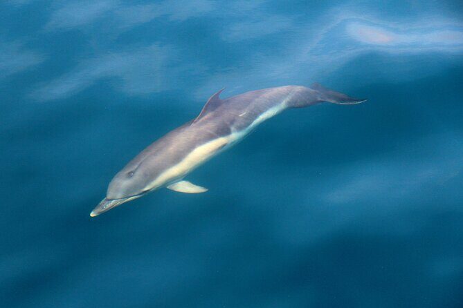 Dolphin & Whale Watching (4hrs) + Blasket Island Landing (3hrs) - An In-Depth Look at the Tour Experience