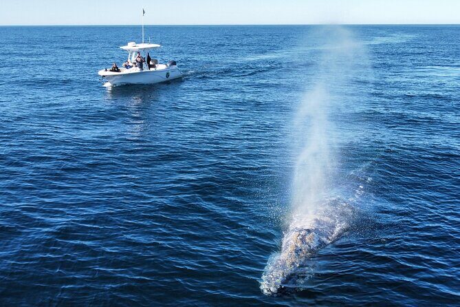 Dolphin & Whale Watching - The Highlights and Value for Money