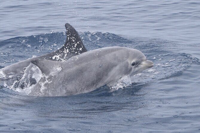 Dolphin & Whale Watching - Practical Tips for Your Trip