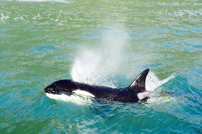 Dolphin & Wildlife Encounters - Key Points