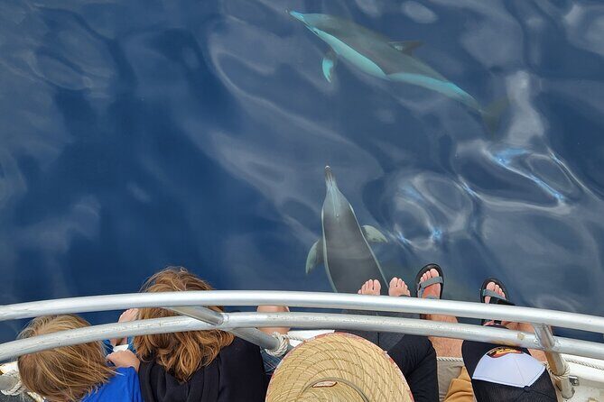 Dolphin & Wildlife Encounters - FAQs