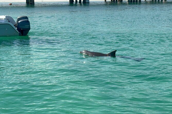 Dolphins and Donuts Boat Trip in Destin - Review of Dolphins and Donuts Boat Trip in Destin