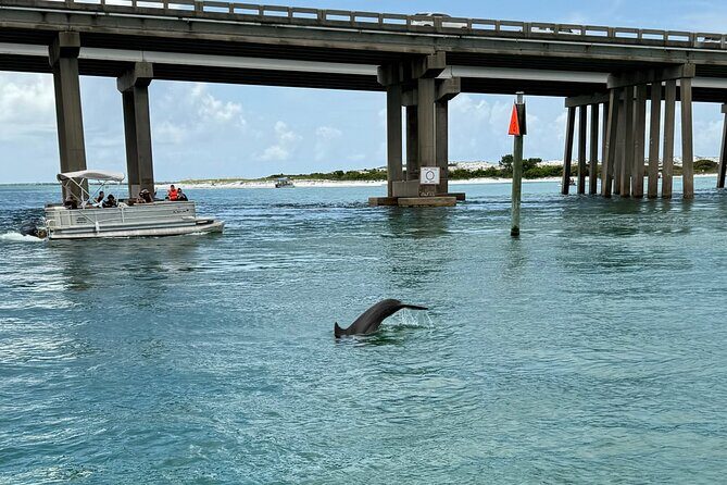 Dolphins and Donuts Boat Trip in Destin - A Closer Look at the Dolphins and Donuts Experience
